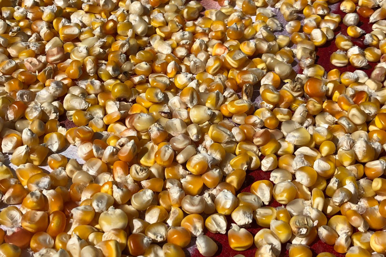 Najmé, el maíz en la cultura mazateca