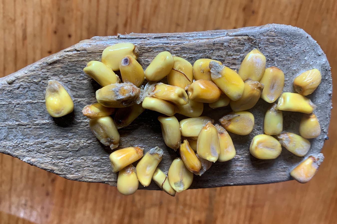 Nixtamalización con ceniza