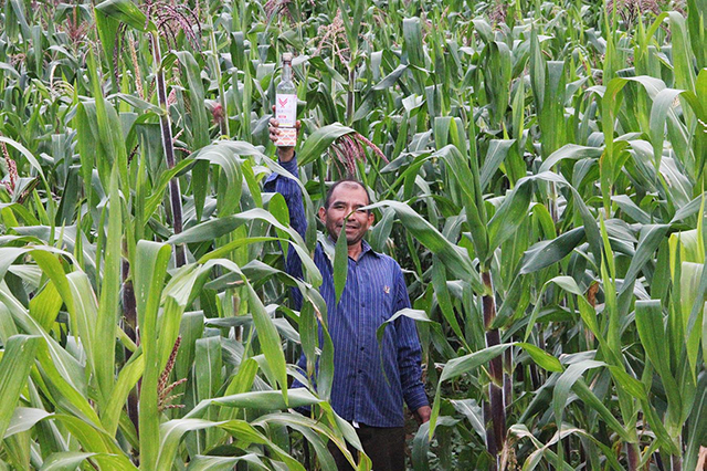 Pox, destilado de maíz de Chiapas