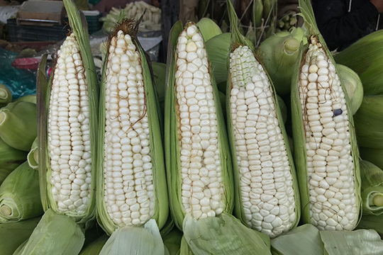 Aprovecha la temporada de elotes con estas cinco recetas