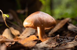 Cocina de hongos y maíz