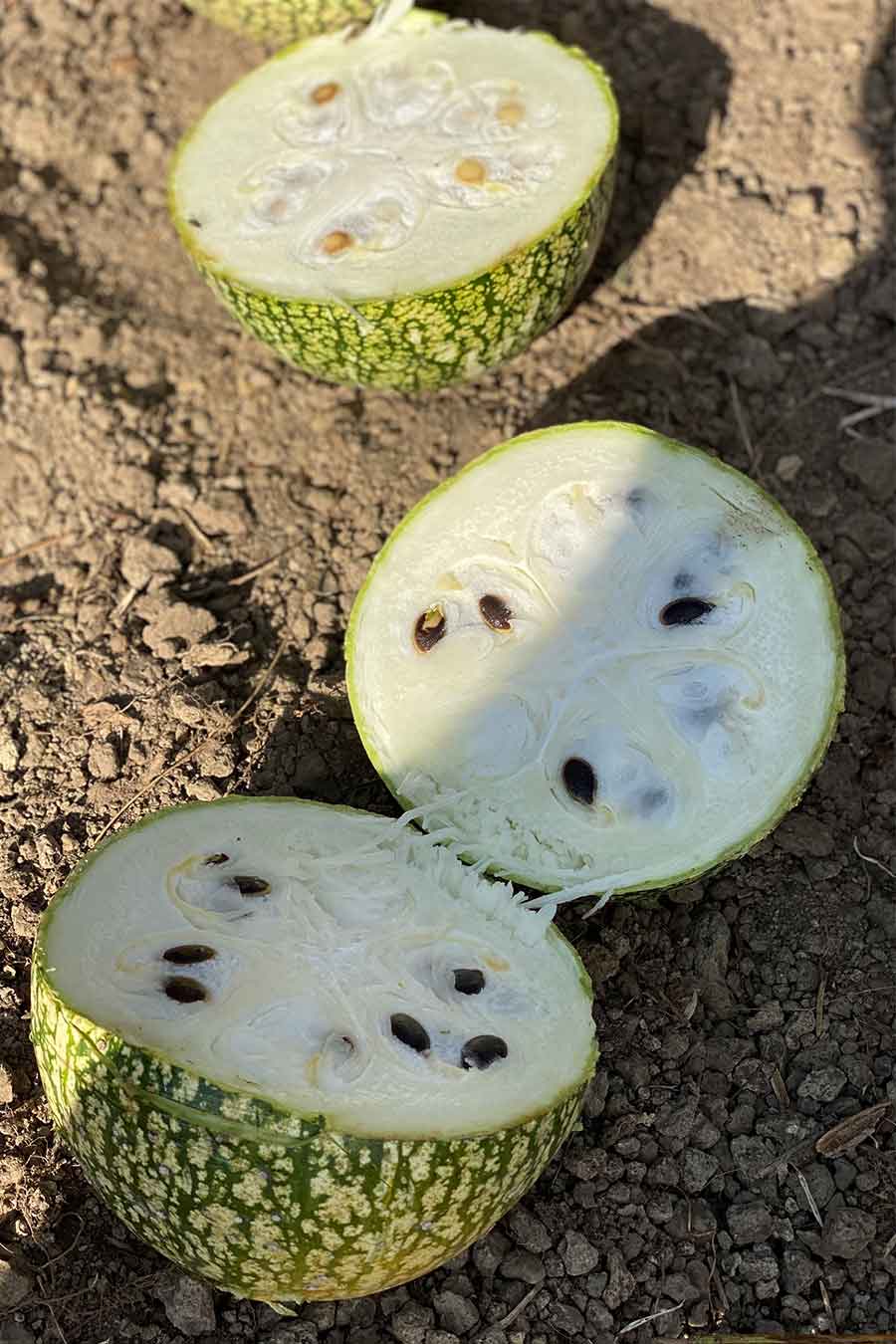 Ayonanácatl, el hongo del chilacayote que es comida de agradecimiento