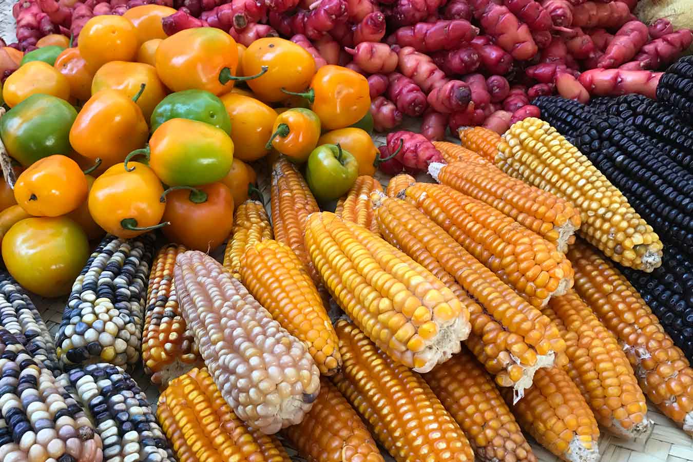 La biodiversidad, el motor de Conabio por 30 años