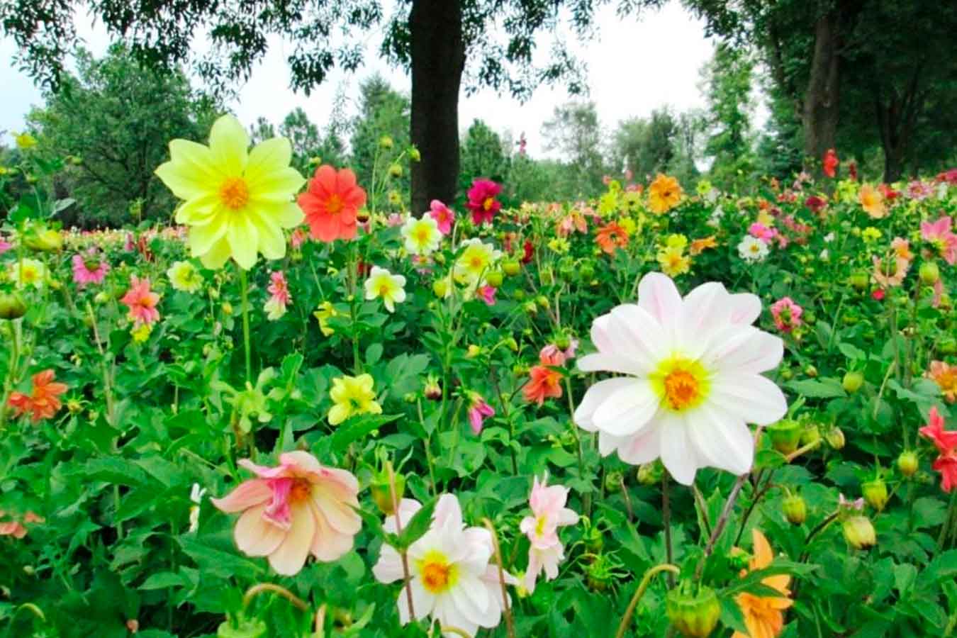 Dalia, la flor nacional de México