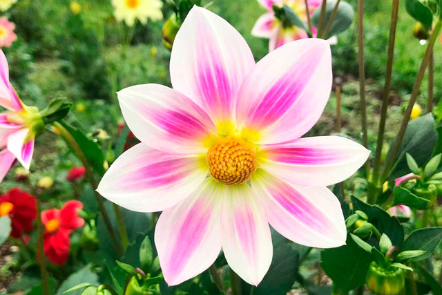 Dalia, la flor nacional de México
