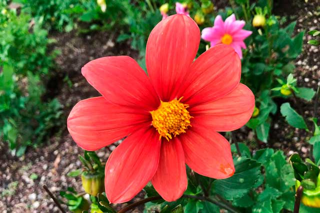 Dalia, la flor nacional de México