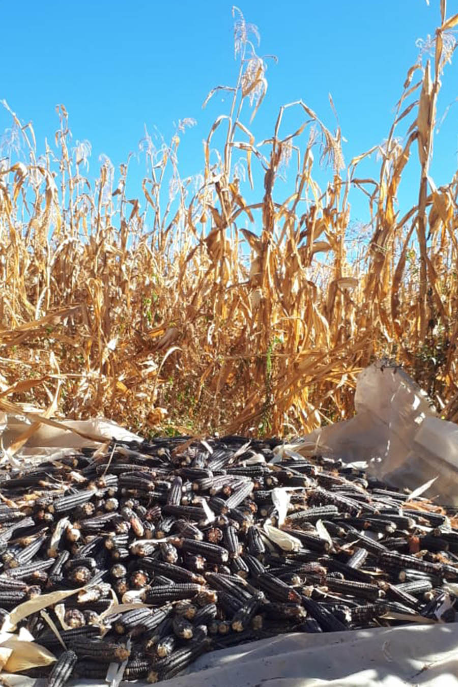 La importancia de la cosecha de maíz