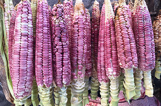 Cinco elotes para disfrutar en esta temporada