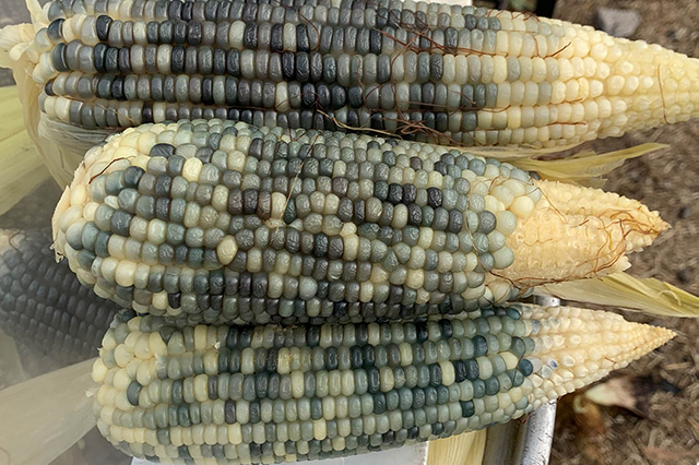 Cinco elotes para disfrutar en esta temporada